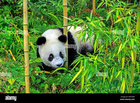 China Sichuan Province Chengdu Research Base Of Giant Panda Breeding Or Chengdu Panda Base Giant