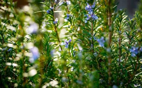 Annie Darling On Linkedin Watch Rooted In Sustainable Design Behind