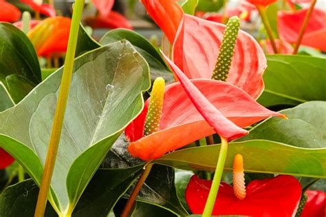 How To Prune Anthurium Hunker