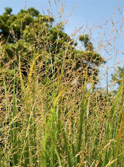 Switchgrass Michiganense Natives