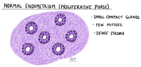 Histology Of The Human Endometrium During The Normal Cycle
