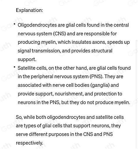 Solved Question 55 Oligodendrocytes Serve The Same Purpose In The Cns That Satellite Cells Do