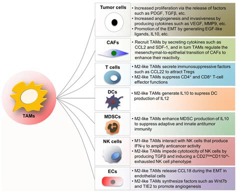 Influence Of Tams On Other Cells In Tme Tams Interact With Tumor Cells