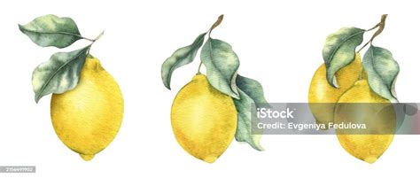 과일과 잎이 있는 레몬 가지 세트입니다 고립 된 손으로 그린 수채화 그림입니다 열대 감귤류 과일 메뉴 포장 화장품 직물 카드를 위한 디자인 감귤류 과일에 대한 스톡 벡터