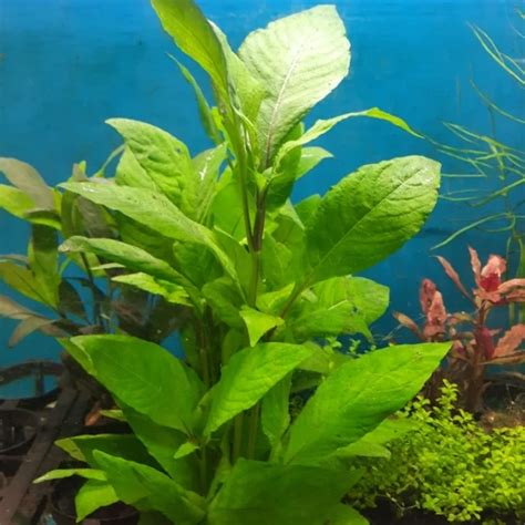 خرید و قیمت گیاه برگ سیبی گلدانیپسکرایه از غرفه اکواریوم پلنت شاپ