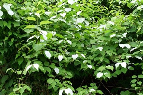 Is Silvervine For Cats Better Than Catnip Vet Approved Facts And Faq Catster