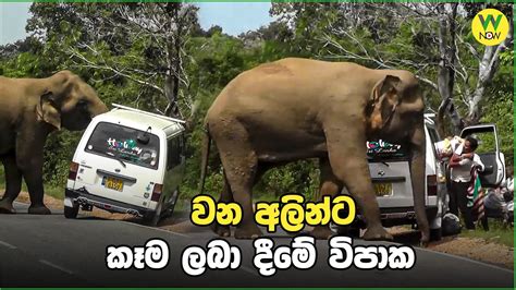 වන අලින්ට කෑම ලබා දීමේ විපාක Youtube