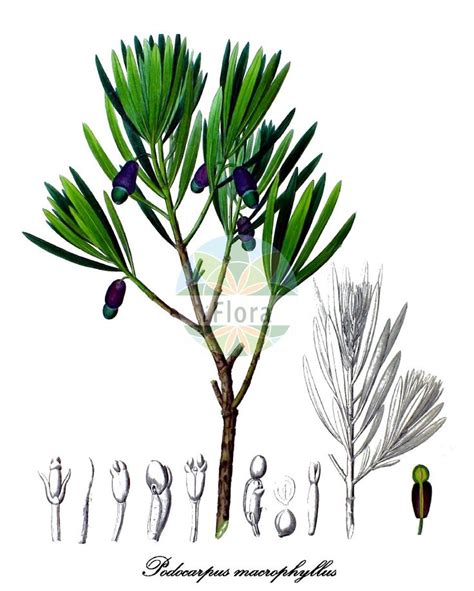 Historical Drawing Of Podocarpus Macrophyllus Historical Drawings Botanical Illustration