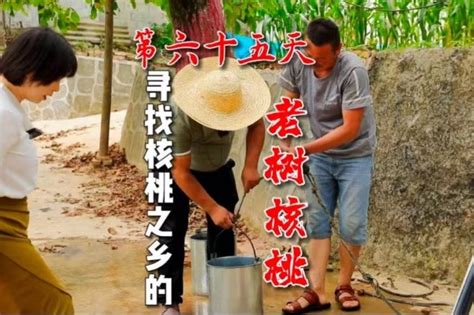 寻找千年老树核桃的第六十五天今天来到了马坝村 凤凰网视频 凤凰网