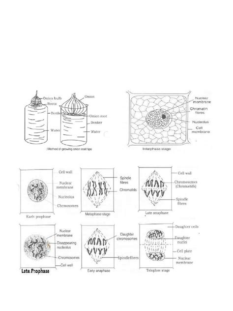 experiment no 11 pdf