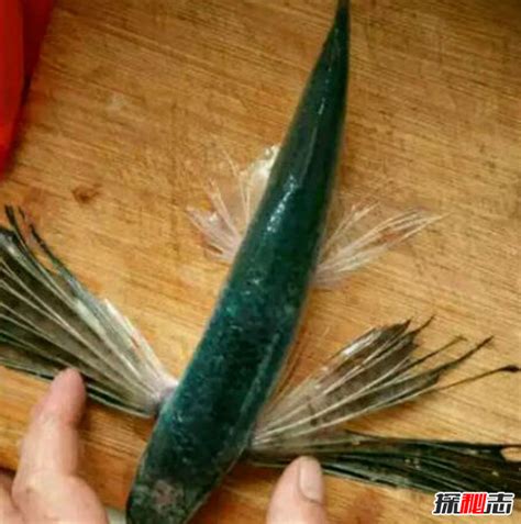 何罗鱼真实图片 何罗鱼图片 伤感说说吧