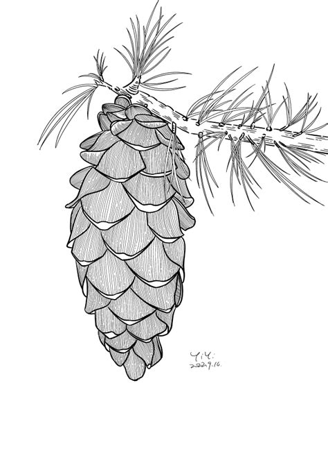 控笔训练 78 100。松果 工具： Procreate 笔刷：工作室画笔 素材来自 小红书 Procreate 黑白线描 手绘插画 黑白