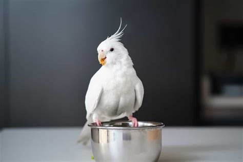 Rare Cockatiel
