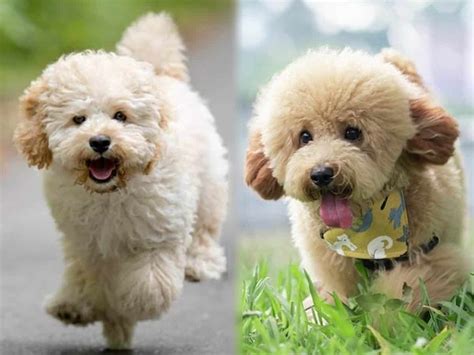 Maltipoo Vs Toy Poodle Which Ones Right For Me Pango Pets