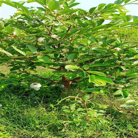 Taiwan Pink Red Diamond Guava Plant At ₹ 120piece In Bhubaneswar Id