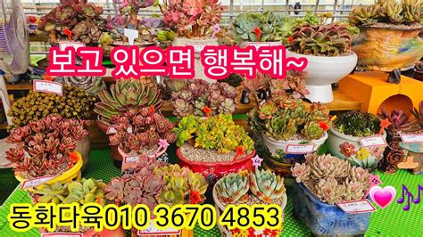 동화다육💗매번봐도설레어😄수연금스네디핑크여왕루비스타로즈락금레드법사써든벨수련철화흑사금렉서스아르제🌸23825korean Succulents Plants