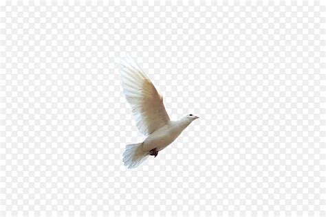 Png Yaevlely