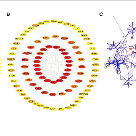 The Interaction Network Of Targets Protein And Gene Function Download Scientific Diagram