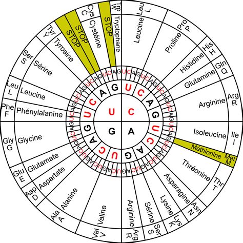 Le Code Génétique Représenté Sous Forme De Tableau Planet Vie