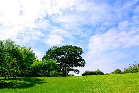 푸른 하늘과 숲 속의 푸른 풀밭
