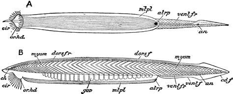 Lancelet Clipart Etc
