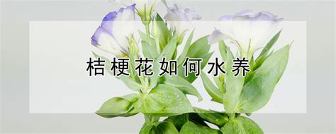 桔梗花如何水养 发财农业网