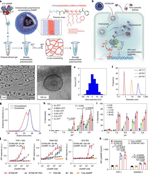 Design Optimization And Characterization Of Sting Nps A Schematic Of