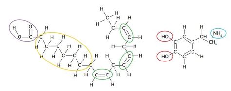 Diagram Of Identify The Functional Group Quizlet