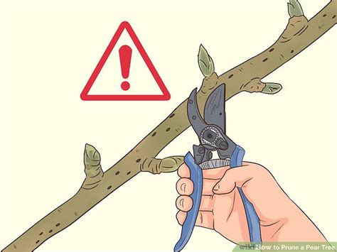 How To Prune A Pear Tree 12 Steps With Pictures WikiHow