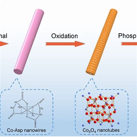 Schematic Illustration Of The Synthesis Processes Of Cop Coo Pnts Pnt Download Scientific