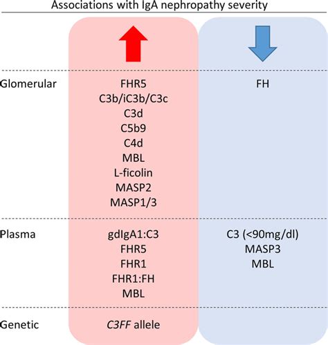 Complement Activation In Iga Nephropathy Pmc
