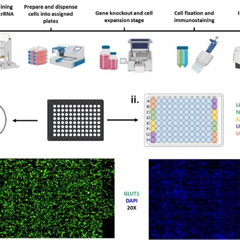 Arrayed Screen Workflow A Schematic Of Screening Procedure Library