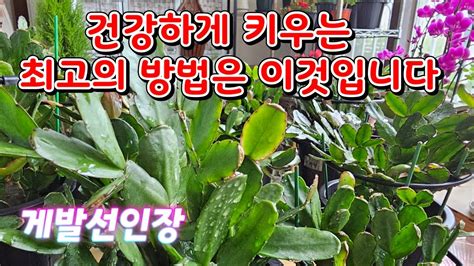 게발선인장 건강하게 키우는 최고의 방법은 이것입니다 한번 해보세요 이렇게 키우니 넘 좋네요 Youtube