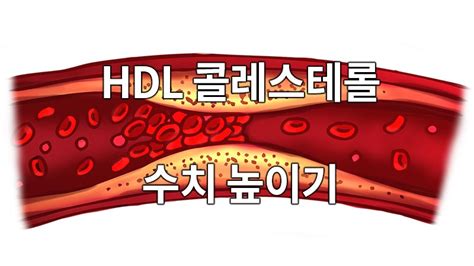 hdl 콜레스테롤 낮으면 이 방법으로 높여라 healthstar