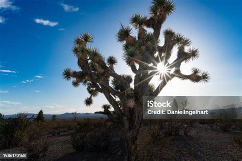 네바다 사막의 햇볕에 흠뻑 젖은 활기찬 하늘을 배경으로 외로운 조슈아 나무가 우뚝 솟아 건조한 풍경을 가로질러 길고 가느다란 그림자를 드리웁니다 0명에 대한 스톡 사진 및