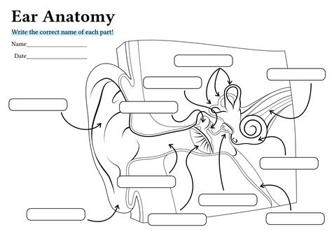 12 Anatomy Human Ear Diagram Worksheet Free Pdf At