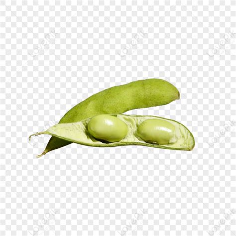 크고 통통한 녹색 유기농 야채 완두콩 꼬투리익다초록 Png 일러스트 무료 다운로드 Lovepik