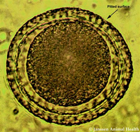 Ruminant Eggs Toxocara