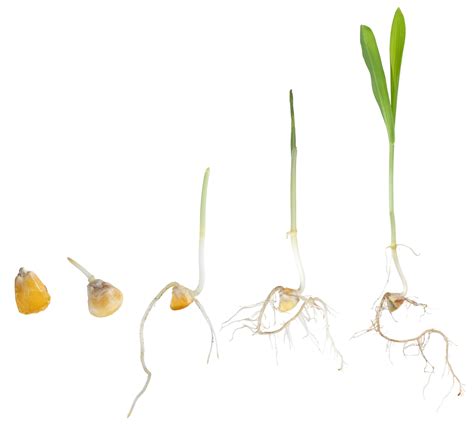 Seed Science Seed Germination