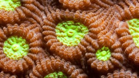 What Is Trypophobia And Is It Real Mental Floss