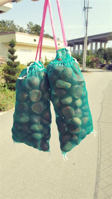 가을 하면 알밤으로 유명한 공주여행 네이버 블로그