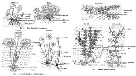 Ecological Adaptations In Hydrophytes Biology Notes Online