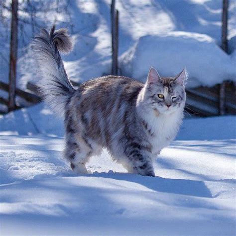 来自俄罗斯的tiara，战斗民族的猫也是威风凛凛的样子