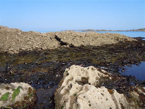 Macroalgae Sampling And Identification Bec Consultants