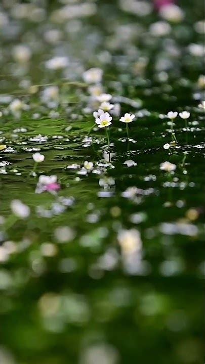 清流に咲く夏の白い花 しがトコ 滋賀県 米原市 醒井 さめがい 梅花藻 ばいかも 滋賀 白い花 清流 ゆっくりと過ぎる
