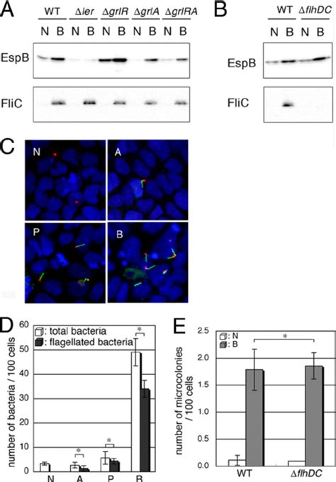 Simultaneous Enhancement Of Adherence Capacity And Flagellum Synthesis Download Scientific