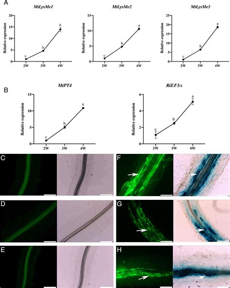 Plant Lysin Motif Extracellular Proteins Are Required For Arbuscular Mycorrhizal Symbiosis Pnas
