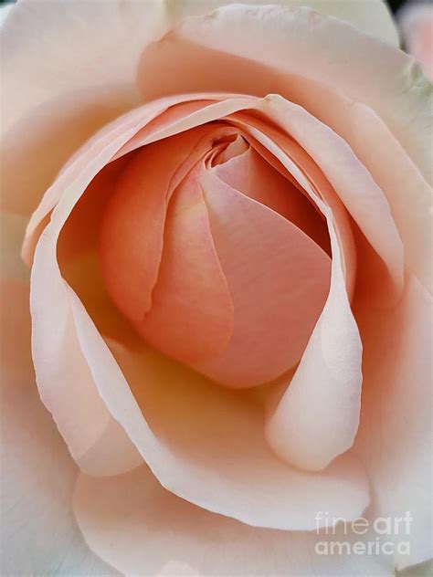 Luscious Rose Photograph By Anita Adams Fine Art America