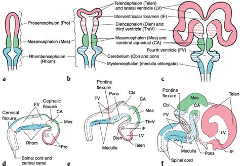 3 Development Of The Human Brainstem And Its Vasculature Neupsy Key