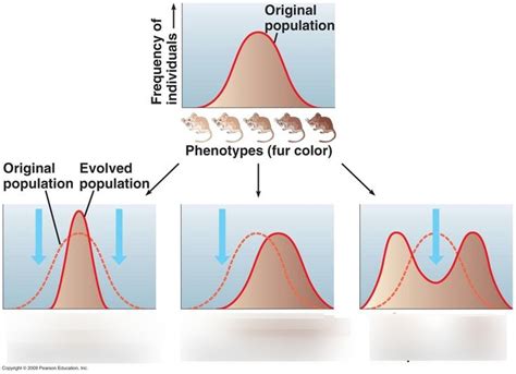 Types Of Natural Selection Diagram Quizlet